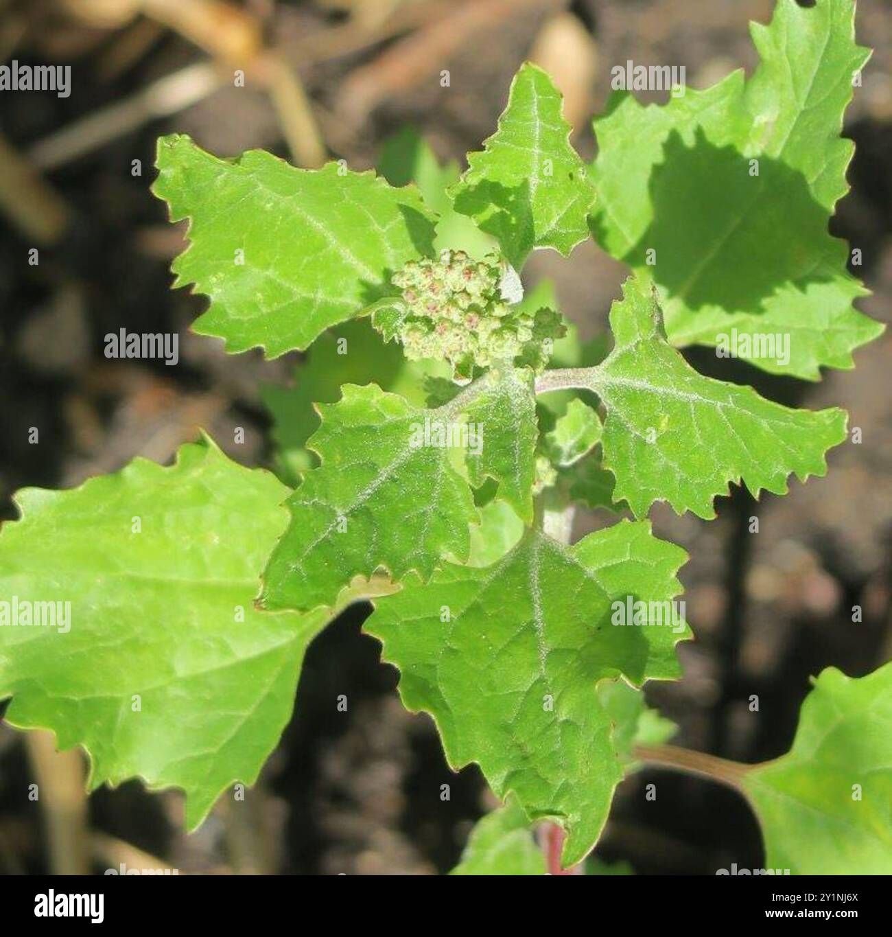nettle-leaved goosefoot (Chenopodiastrum murale) Plantae Stock Photo ...