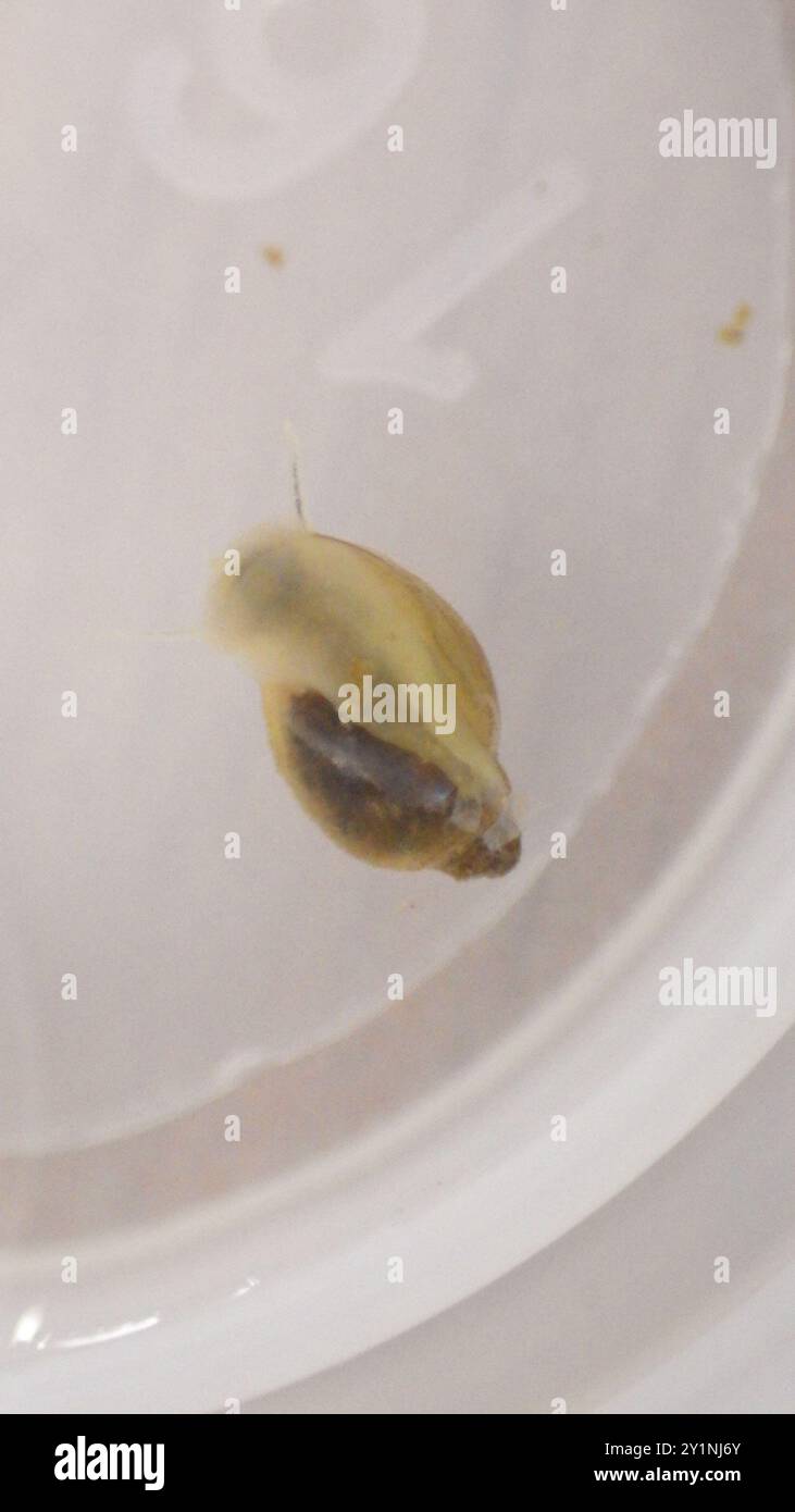 Bladder Snails (Physidae) Mollusca Stock Photo - Alamy
