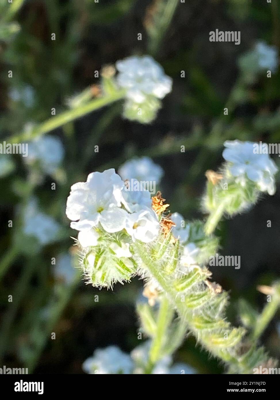 Clearwater cryptantha (Cryptantha intermedia) Plantae Stock Photo - Alamy