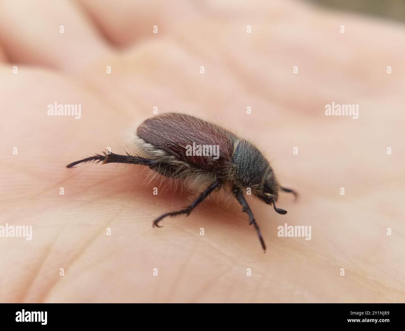 Hairy Bear Scarab Beetle (Paracotalpa granicollis) Insecta Stock Photo ...