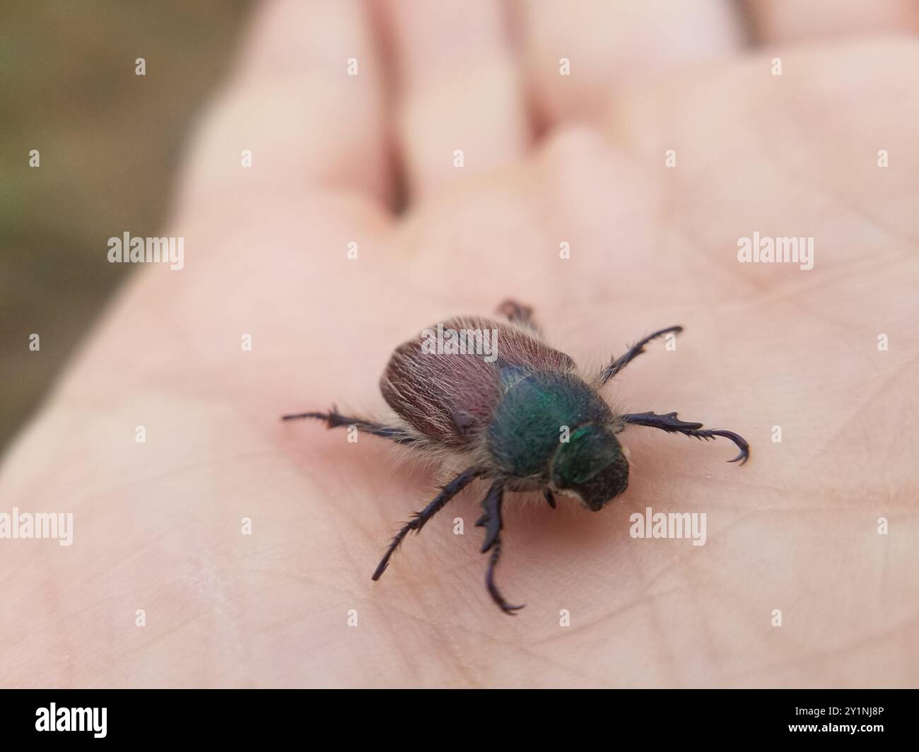 Hairy Bear Scarab Beetle (Paracotalpa granicollis) Insecta Stock Photo ...