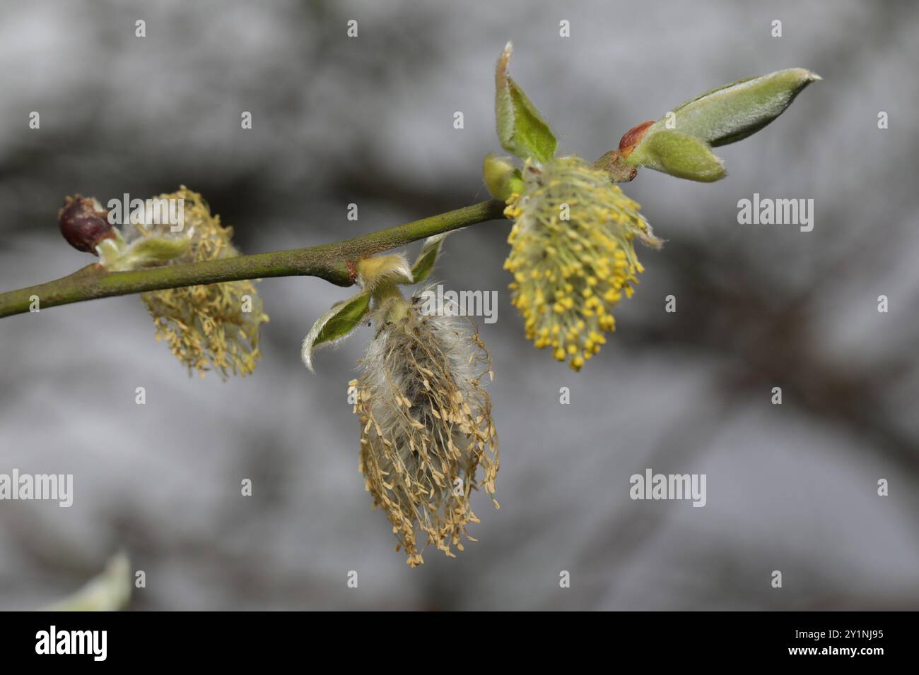goat willow (Salix caprea) Plantae Stock Photo - Alamy