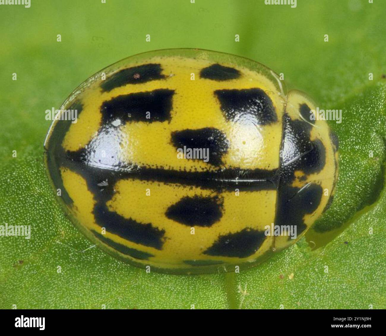 Fourteen-spotted Lady Beetle (Propylea quatuordecimpunctata) Insecta ...