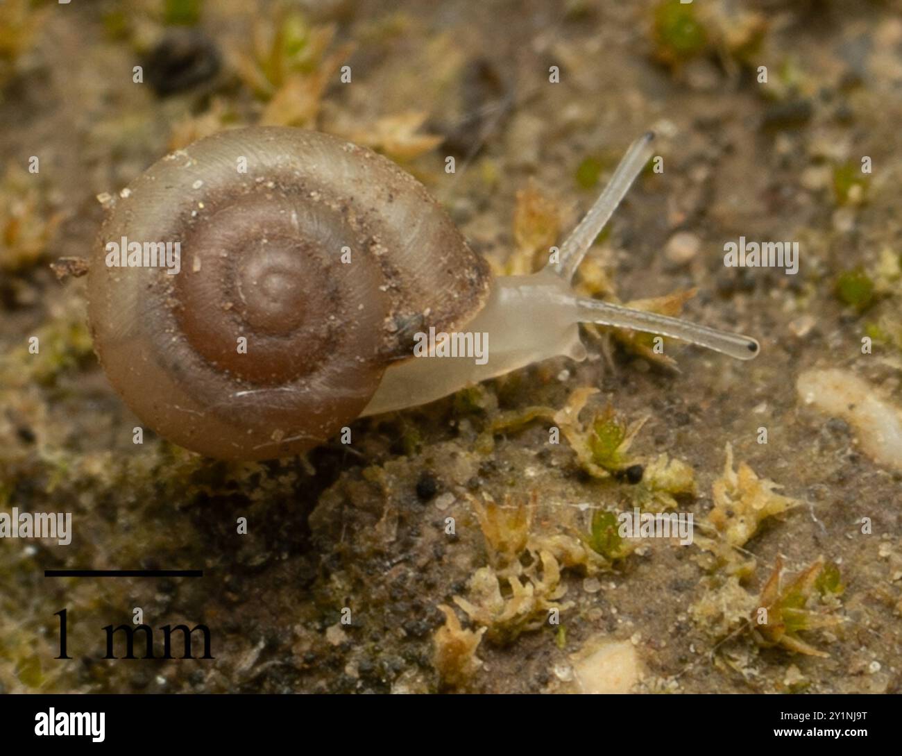Grass-snails (Vallonia) Mollusca Stock Photo - Alamy