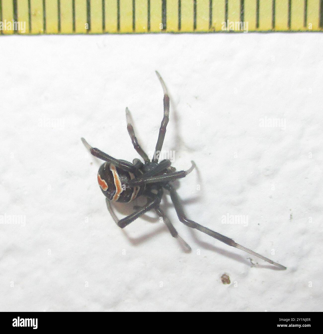 Widow Spiders (Latrodectus) Arachnida Stock Photo - Alamy