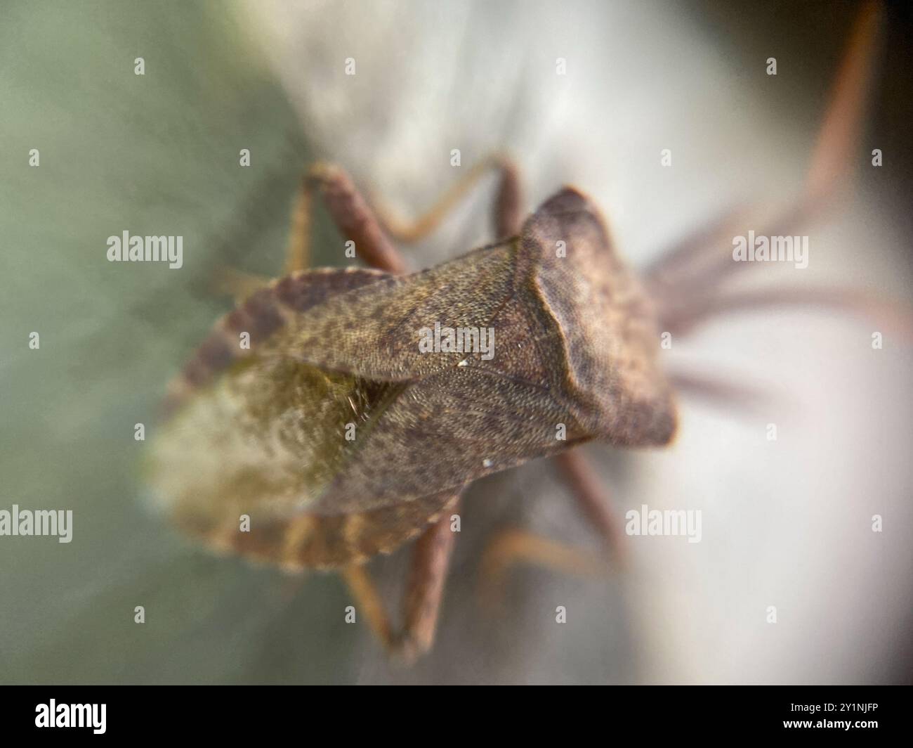Dock Bug (Coreus marginatus) Insecta Stock Photo - Alamy
