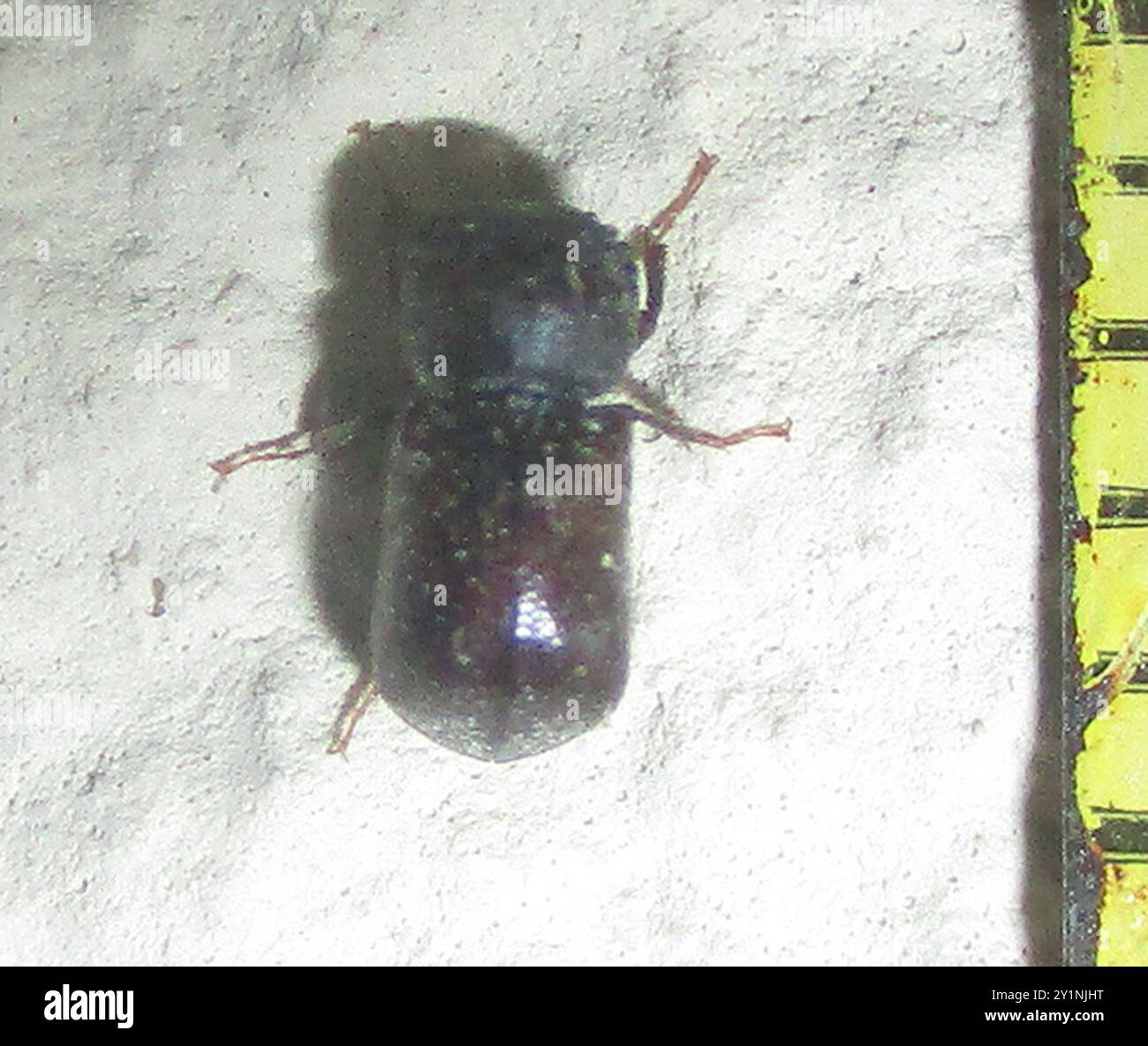 Auger Beetles (Bostrichidae) Insecta Stock Photo - Alamy