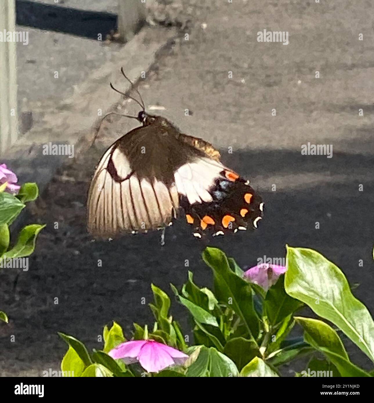 Orchard Swallowtail (Papilio aegeus) Insecta Stock Photo - Alamy
