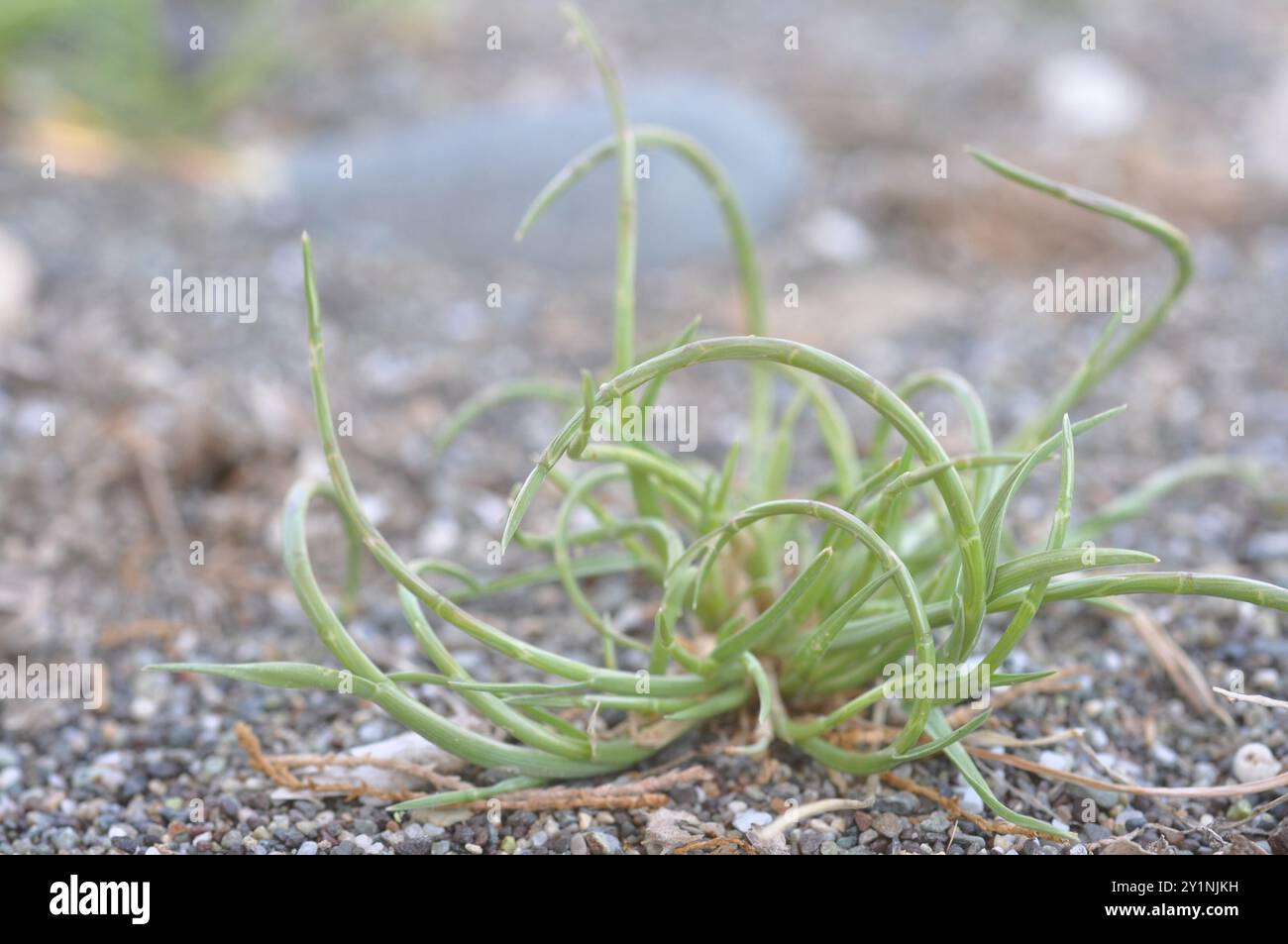 Sickle Grass (Parapholis incurva) Plantae Stock Photo - Alamy