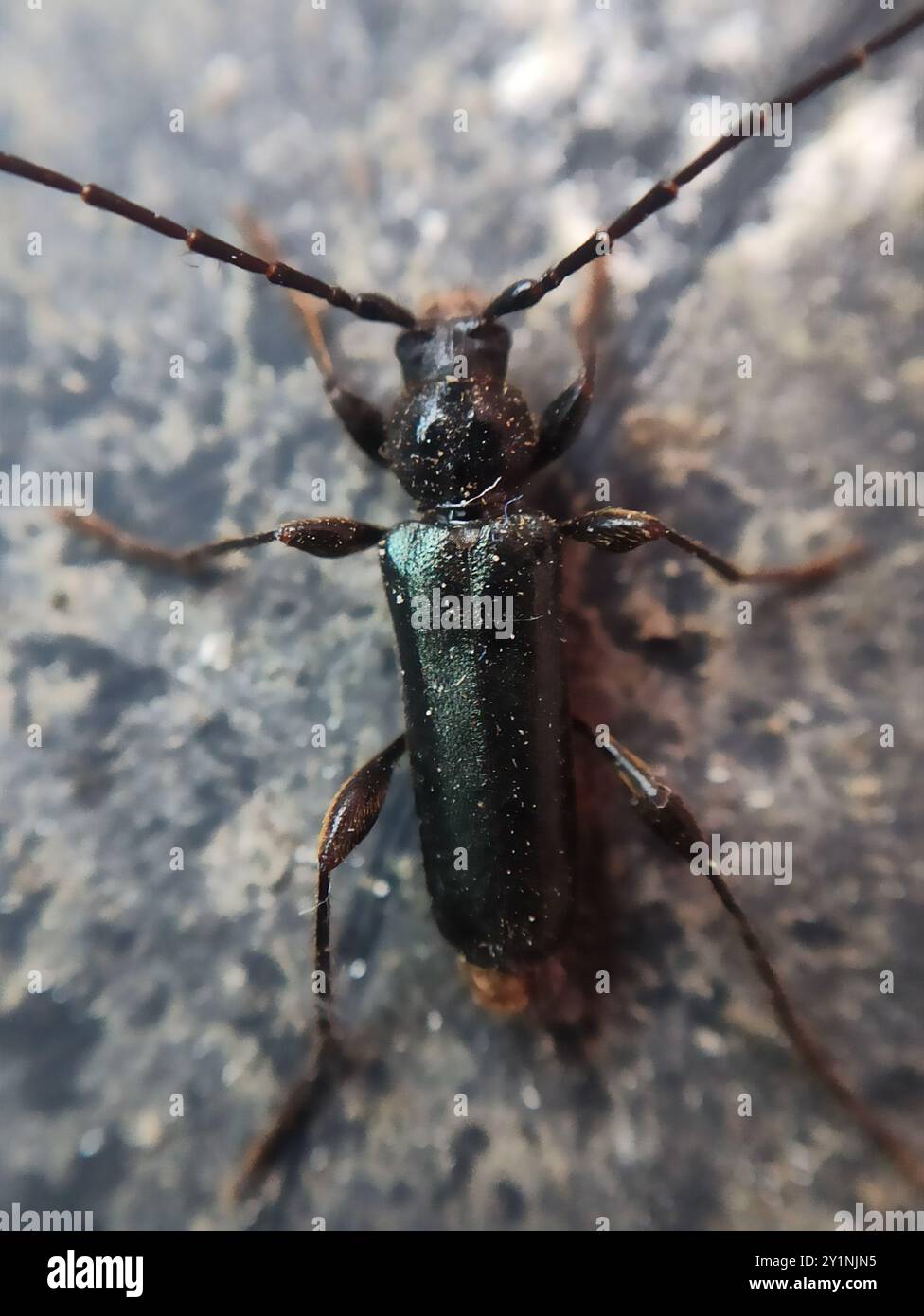 Tanbark Borer (Phymatodes testaceus) Insecta Stock Photo - Alamy