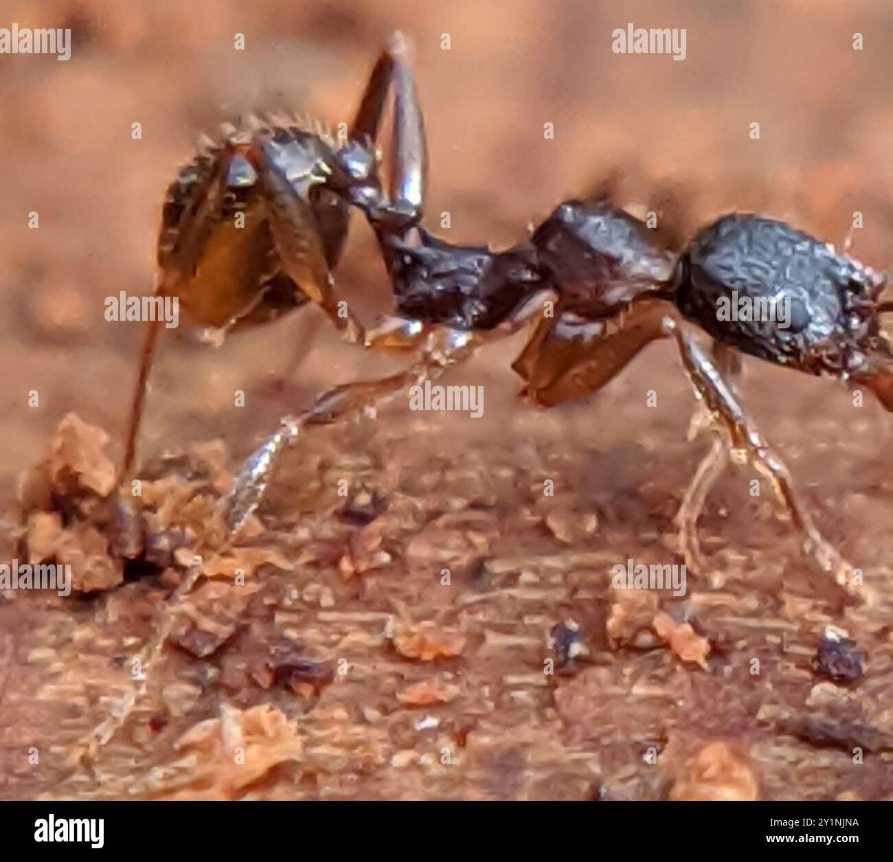 Collared Ants (Aphaenogaster) Insecta Stock Photo - Alamy