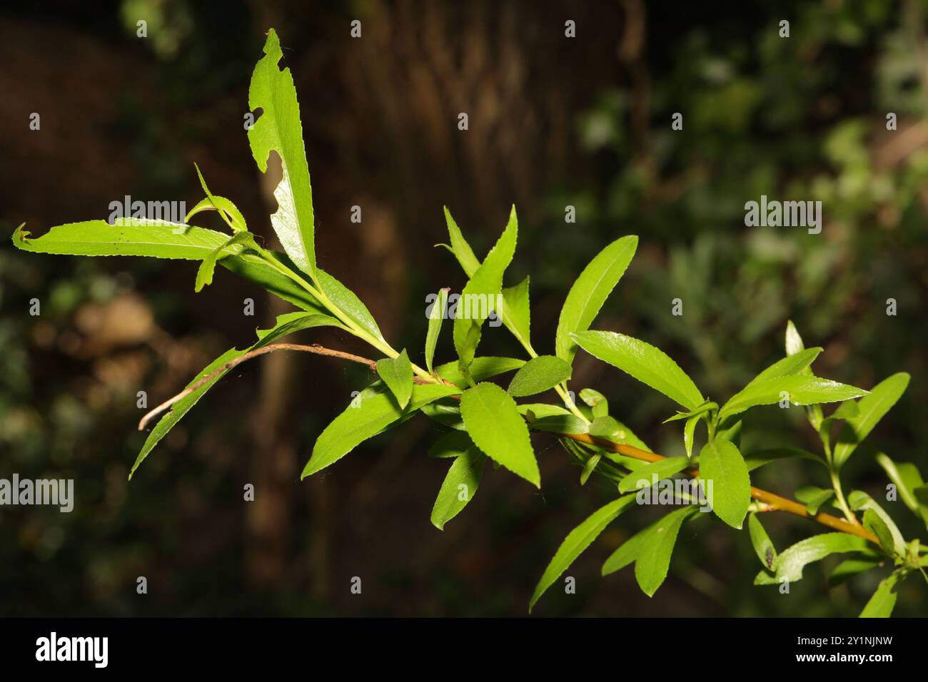 hybrid crack willow (Salix × fragilis) Plantae Stock Photo - Alamy