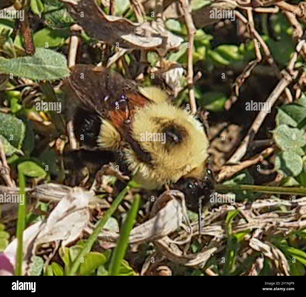 Two-spotted Bumble Bee (Bombus bimaculatus) Insecta Stock Photo - Alamy