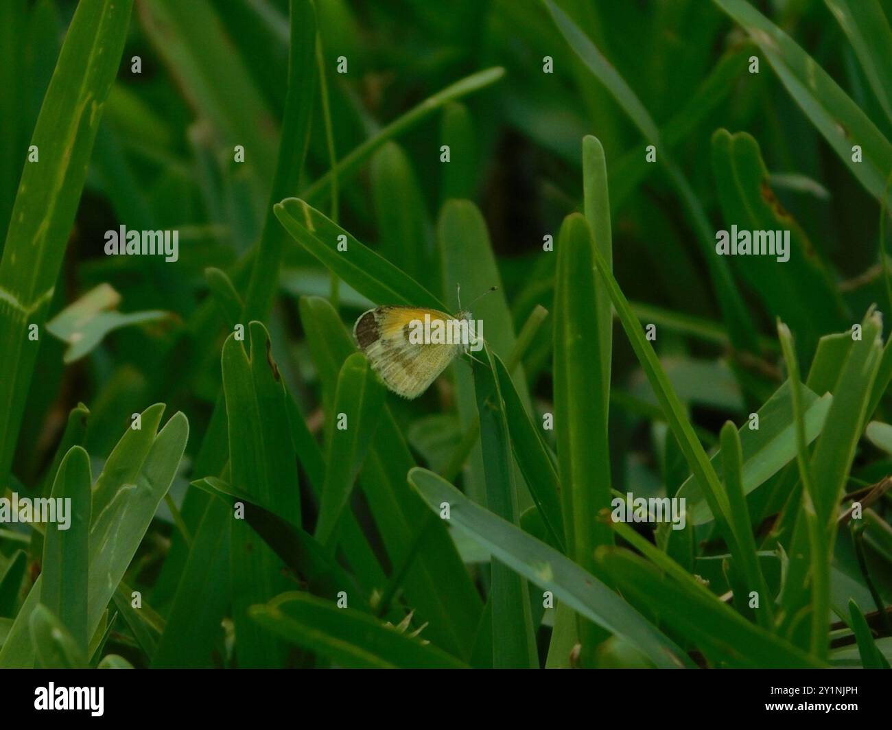 Dainty Sulphur (Nathalis iole) Insecta Stock Photo - Alamy