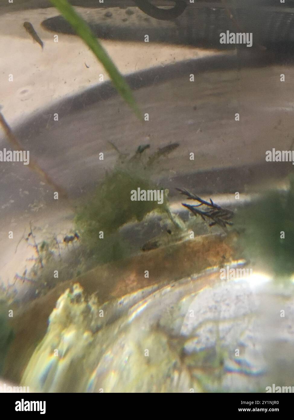 Least Killifish (Heterandria formosa) Actinopterygii Stock Photo - Alamy