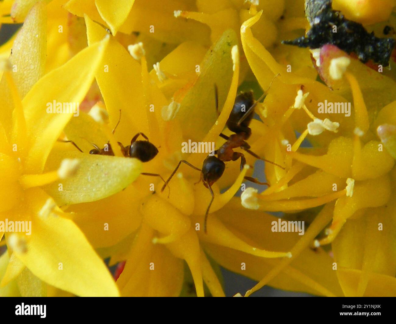 Lasius emarginatus hi-res stock photography and images - Alamy