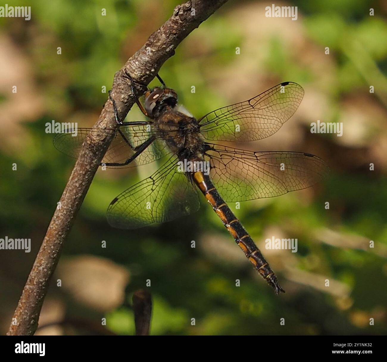 Common Baskettail (Epitheca cynosura) Insecta Stock Photo - Alamy
