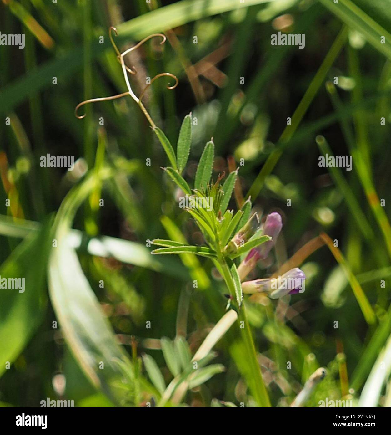Common Vetch (Vicia sativa) Plantae Stock Photo - Alamy