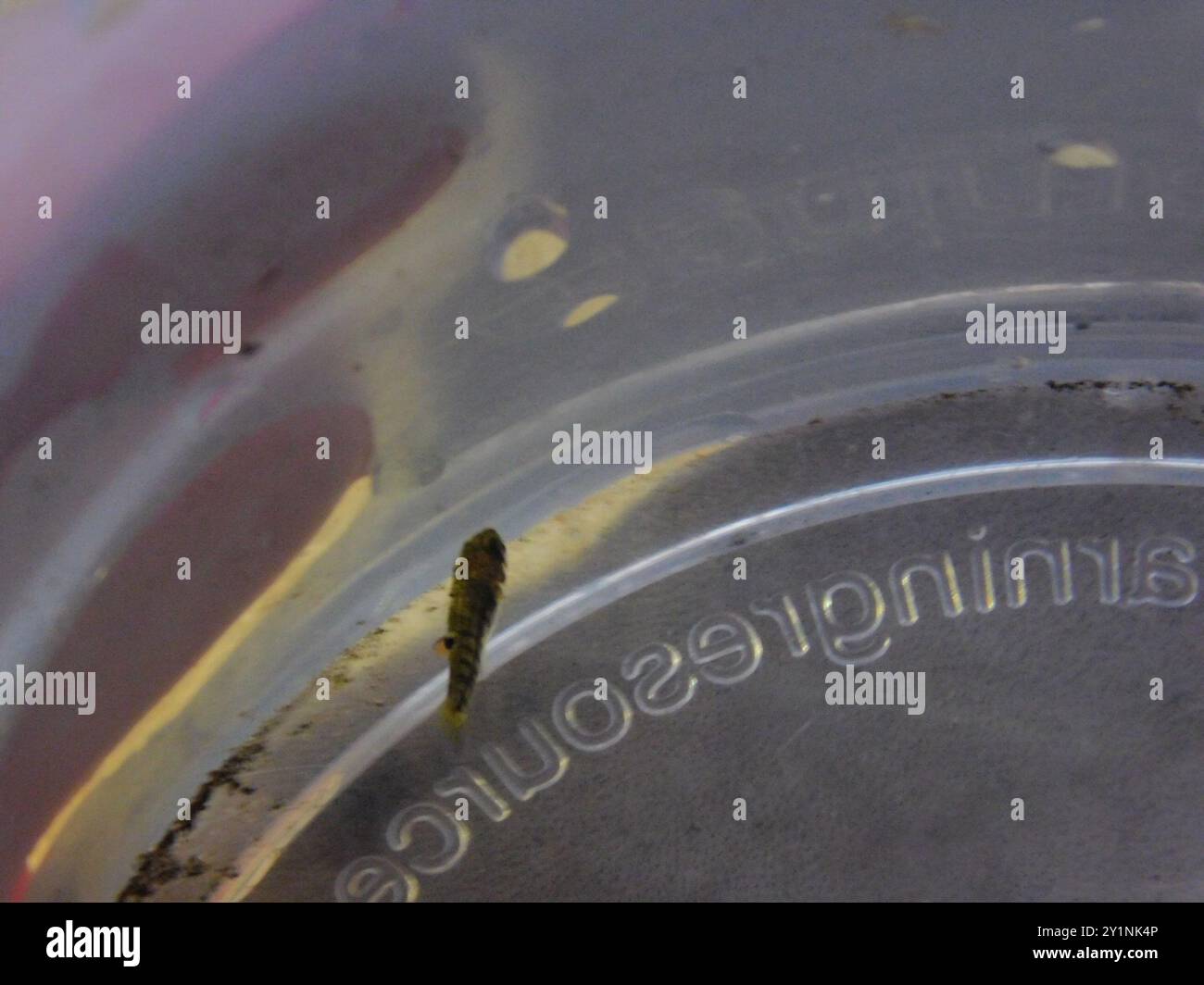 Least Killifish (Heterandria formosa) Actinopterygii Stock Photo - Alamy