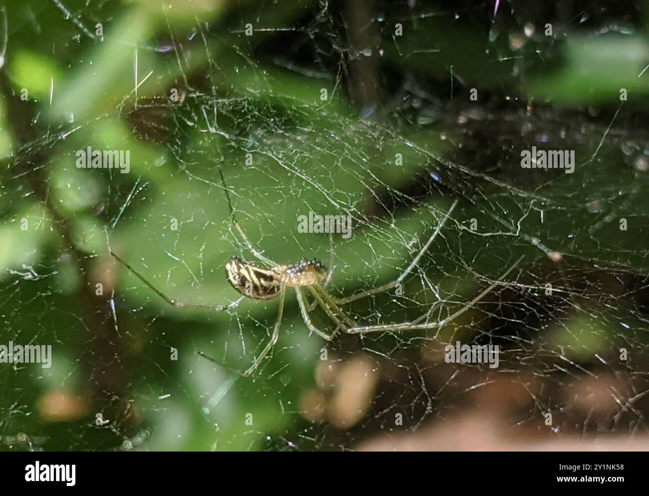 Sheetweb and Dwarf Weavers (Linyphiidae) Arachnida Stock Photo - Alamy
