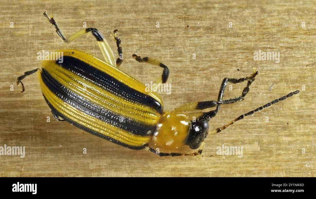 Striped Cucumber Beetle (Acalymma vittatum) Insecta Stock Photo - Alamy