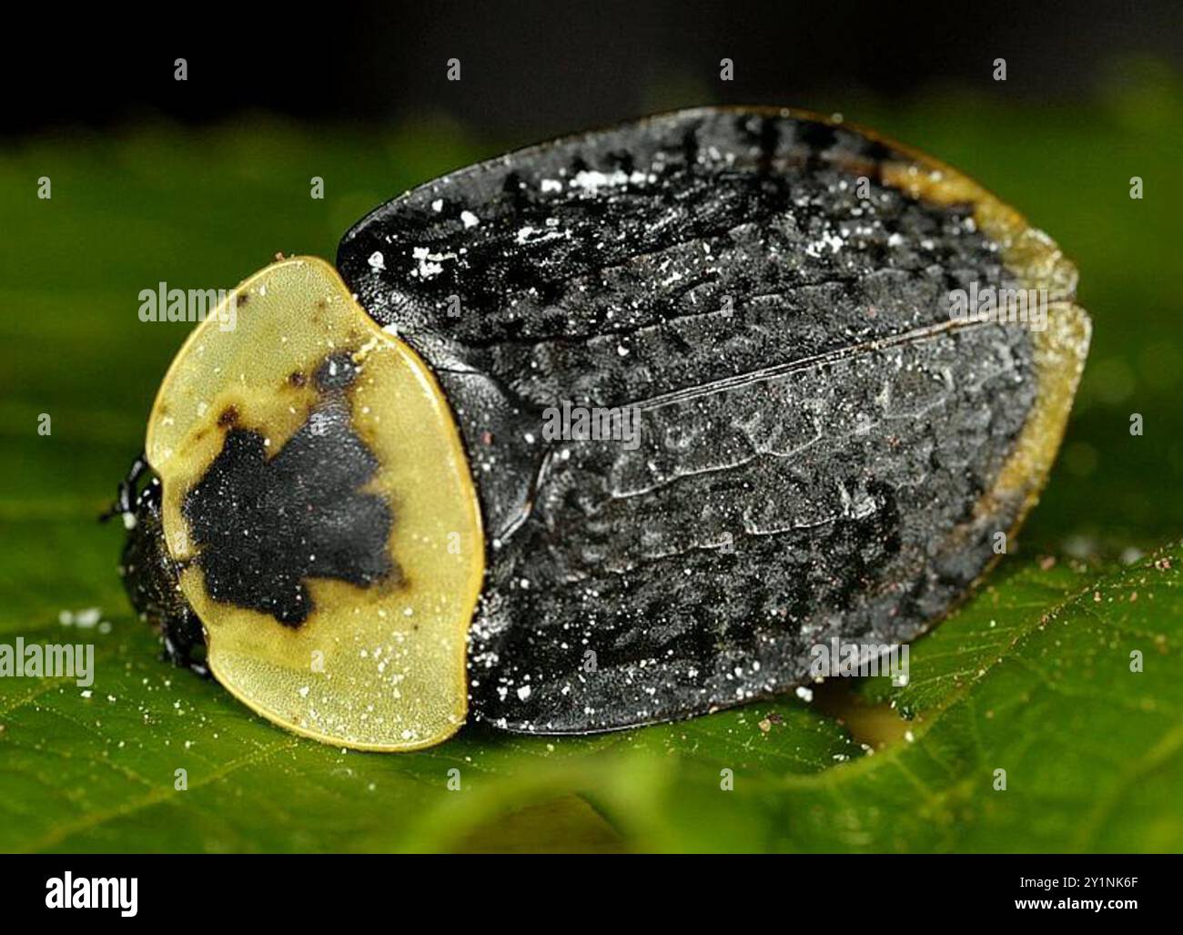 American Carrion Beetle (Necrophila americana) Insecta Stock Photo - Alamy