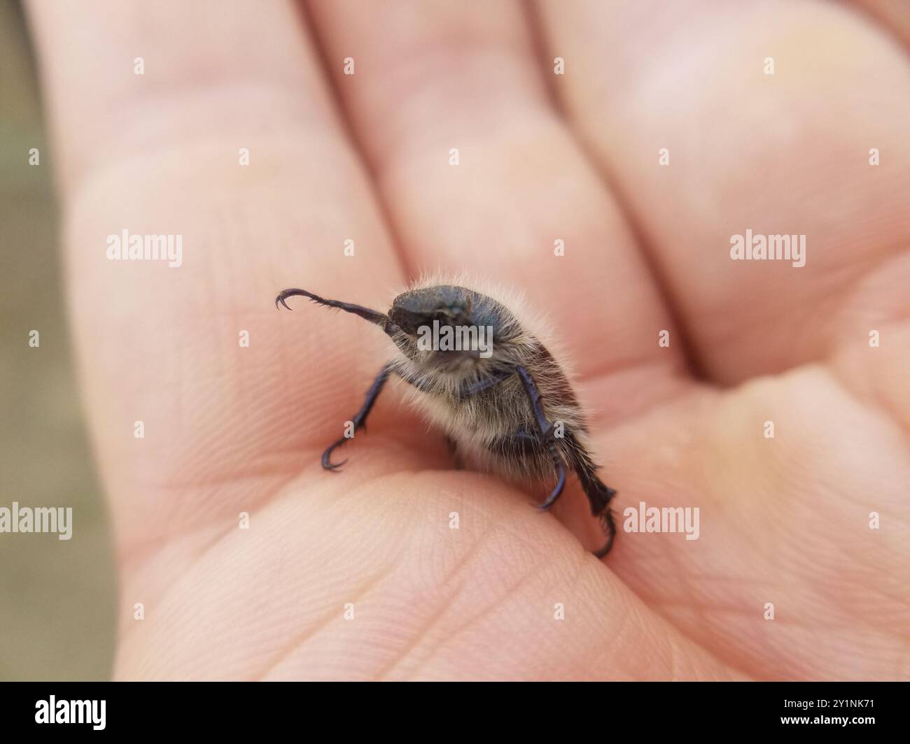 Hairy Bear Scarab Beetle (Paracotalpa granicollis) Insecta Stock Photo ...