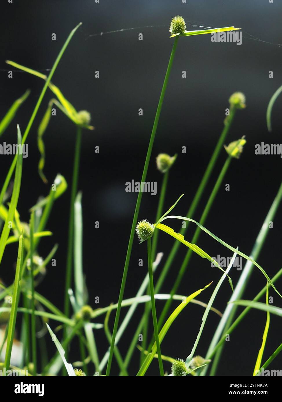 Shortleaf Spikesedge (Cyperus brevifolius) Plantae Stock Photo - Alamy