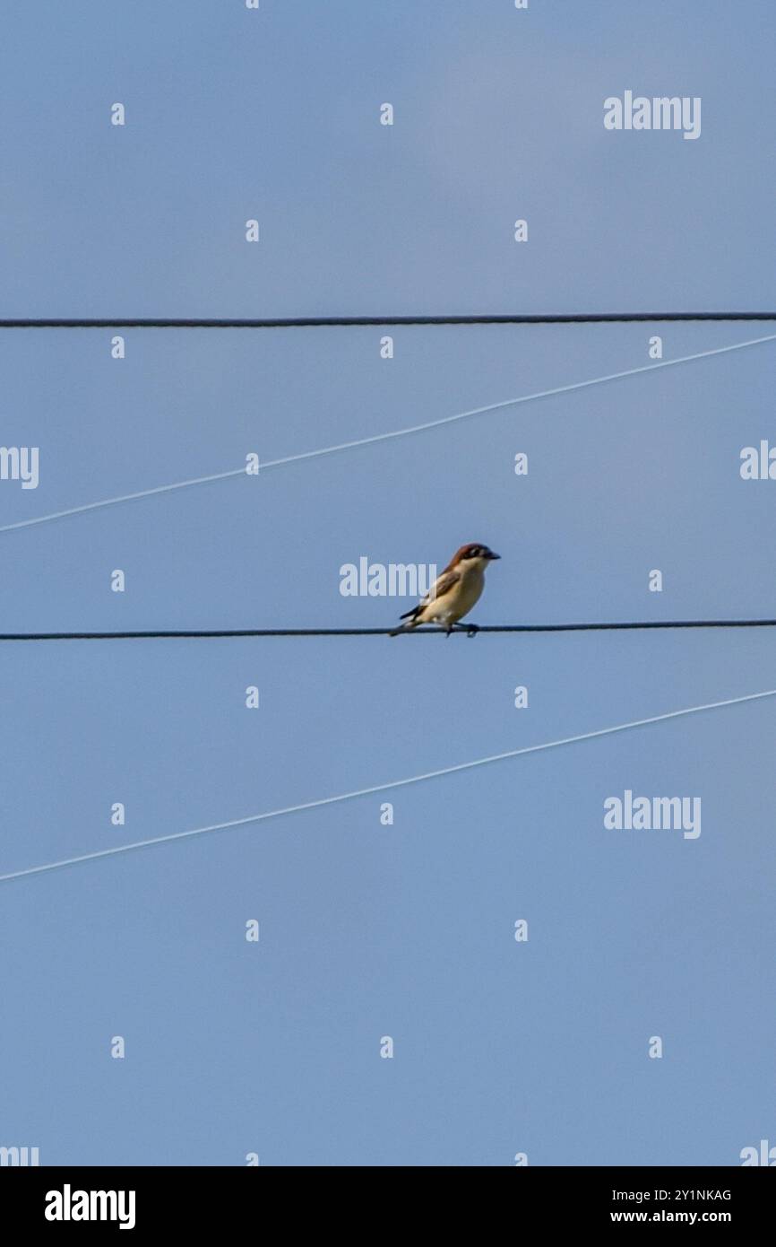 Woodchat Shrike (Lanius senator) Aves Stock Photo - Alamy