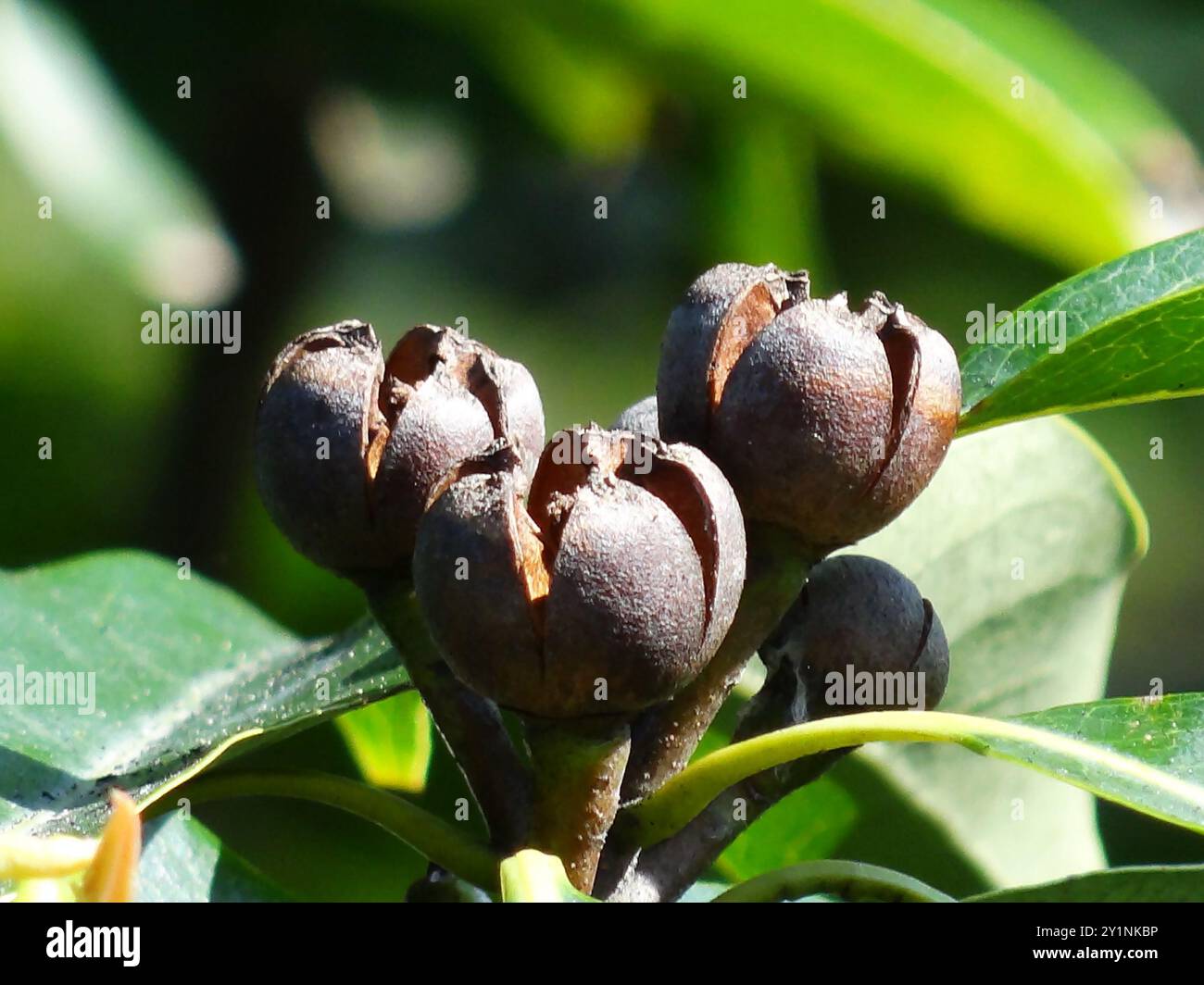 (Schima superba kankaoensis) Plantae Stock Photo - Alamy
