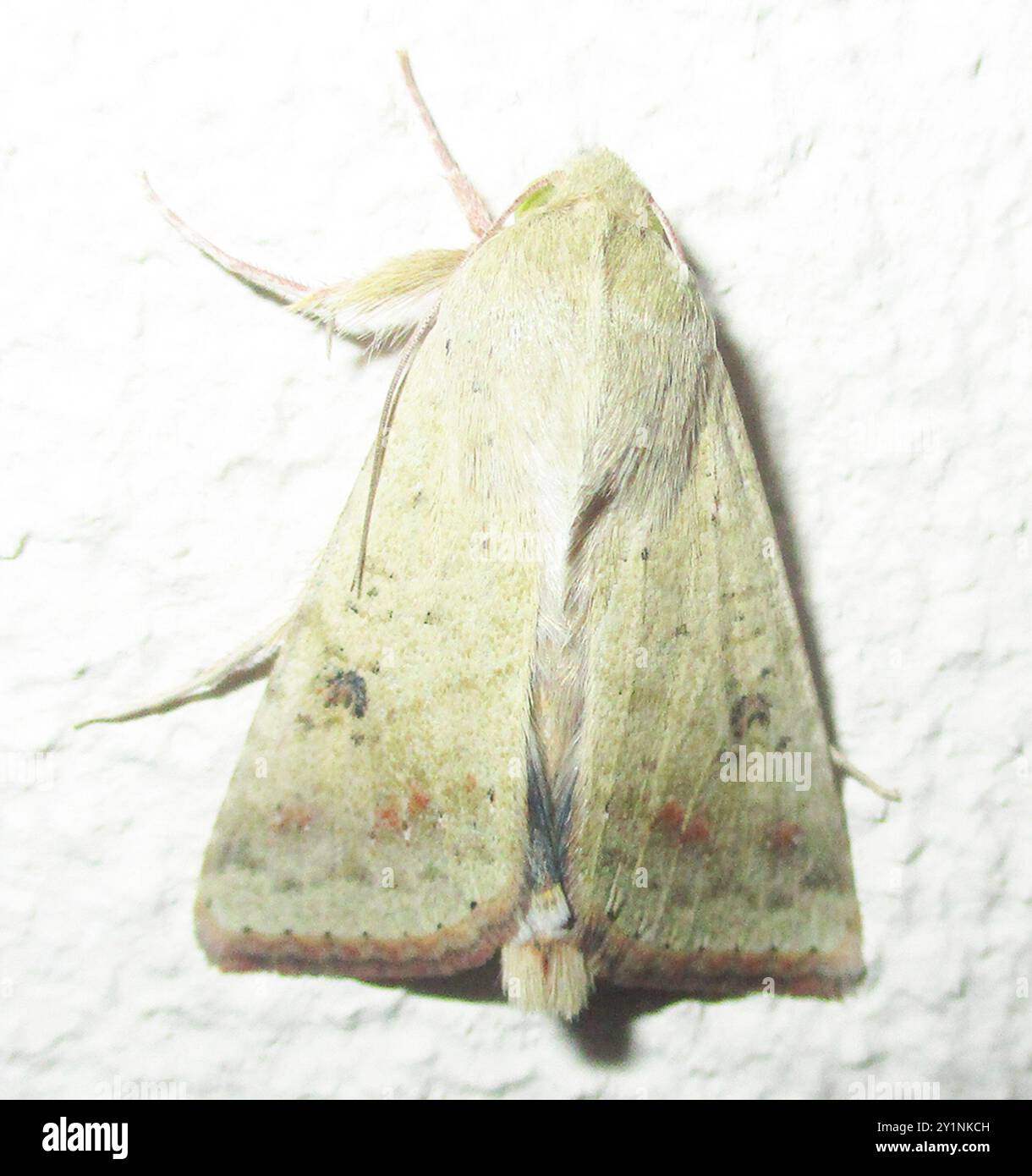 Cotton Bollworm Moth (Helicoverpa armigera) Insecta Stock Photo - Alamy