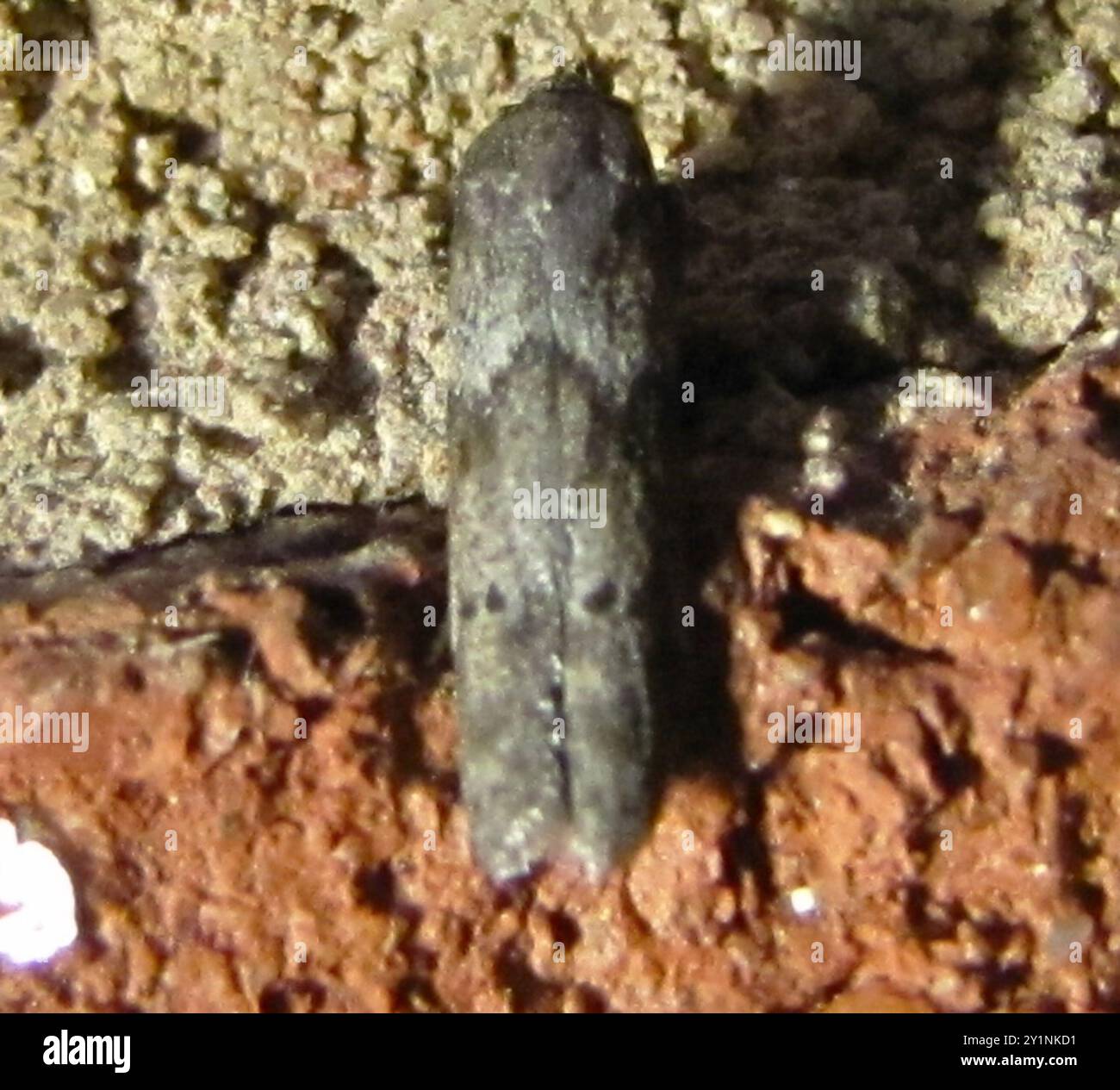 Acorn Moth (Blastobasis glandulella) Insecta Stock Photo - Alamy