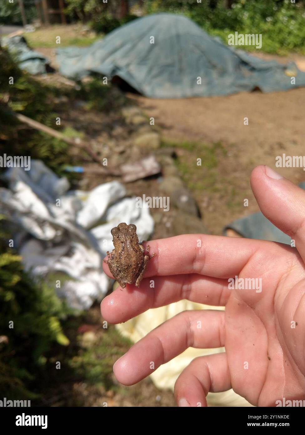 Temple Tree Frog (Kurixalus idiootocus) Amphibia Stock Photo - Alamy