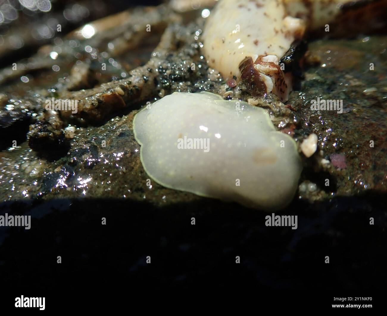 Yellow edged cadlina hi-res stock photography and images - Alamy