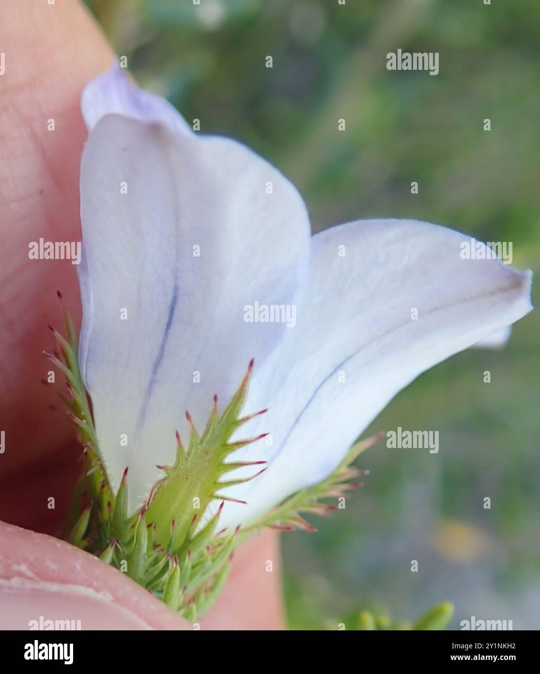 Blackrim Bell (Roella incurva) Plantae Stock Photo - Alamy