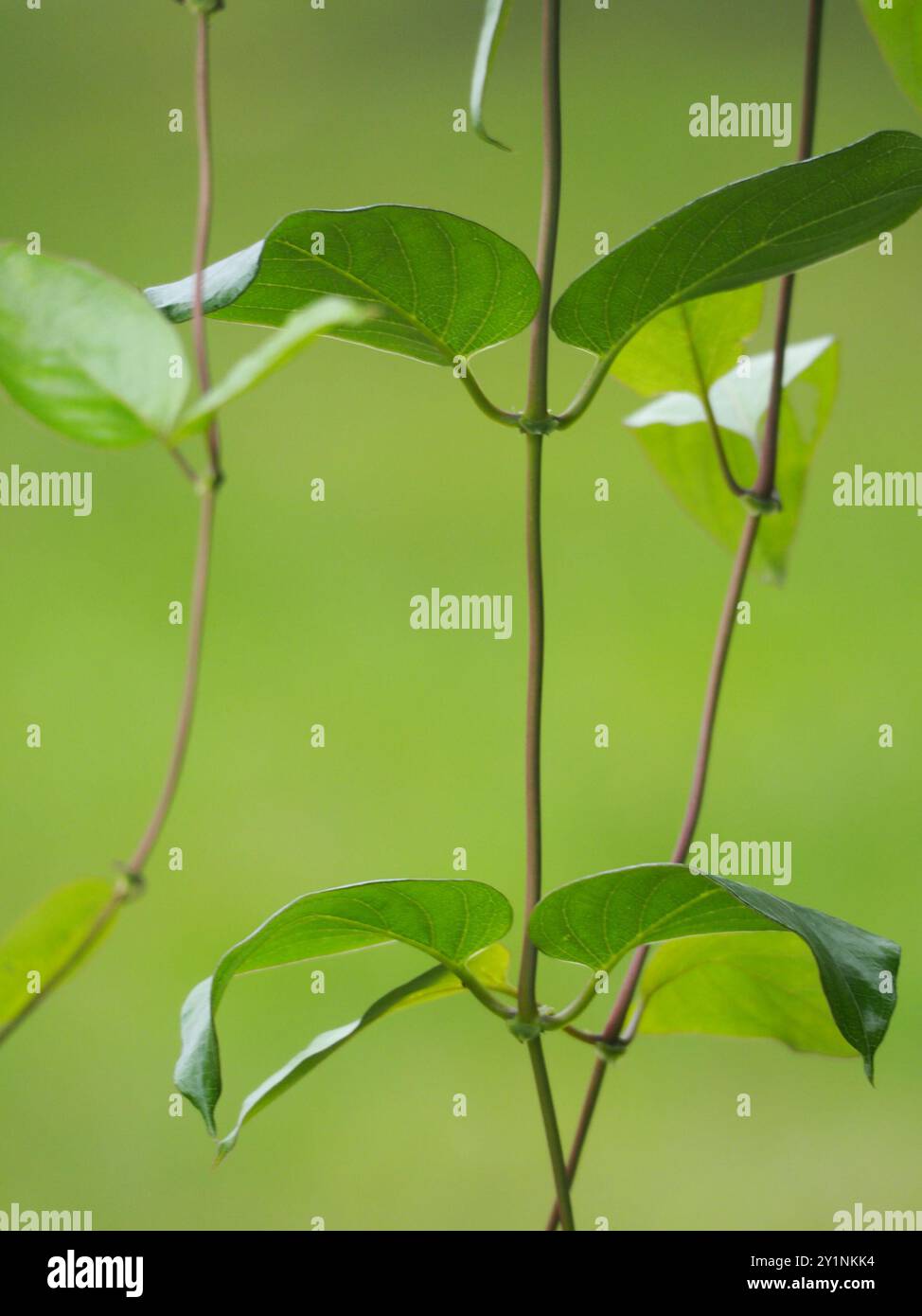 skunk vine (Paederia foetida) Plantae Stock Photo - Alamy