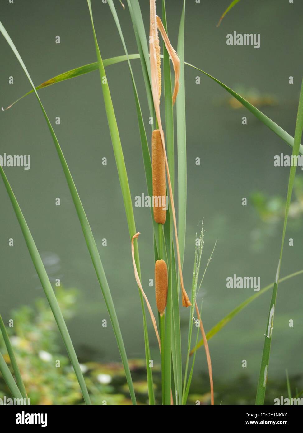 narrow-leaved cattail (Typha angustifolia) Plantae Stock Photo - Alamy