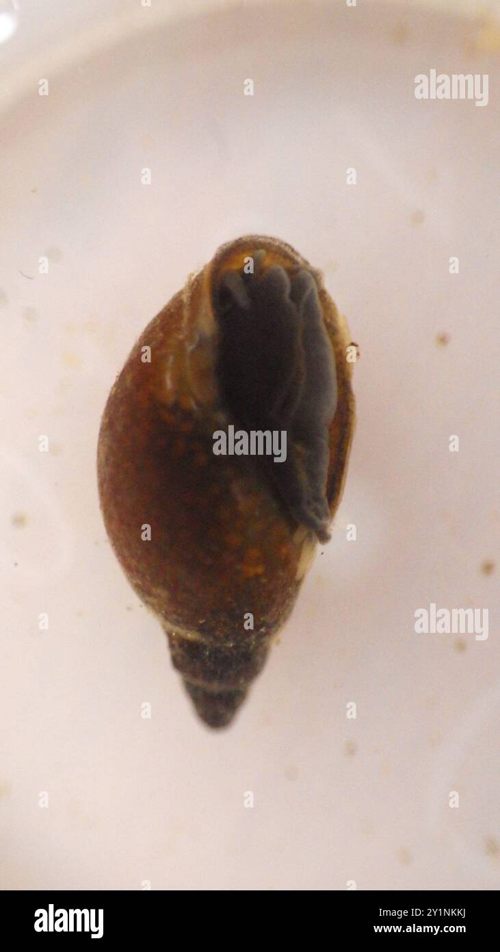 Bladder Snails (Physidae) Mollusca Stock Photo - Alamy