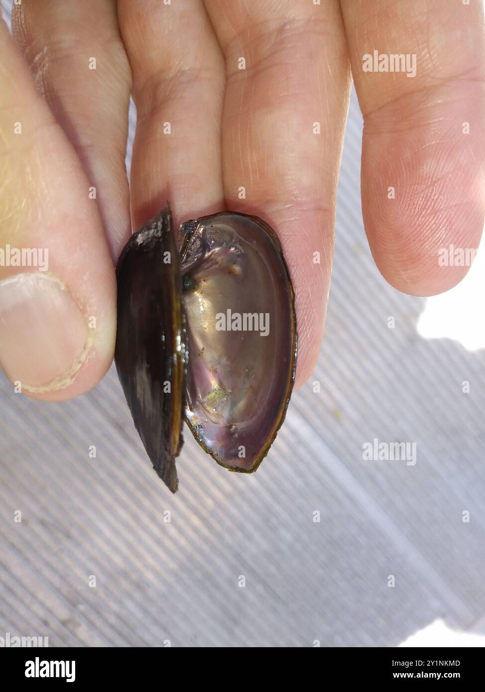 Florida Spike (Elliptio jayensis) Mollusca Stock Photo - Alamy