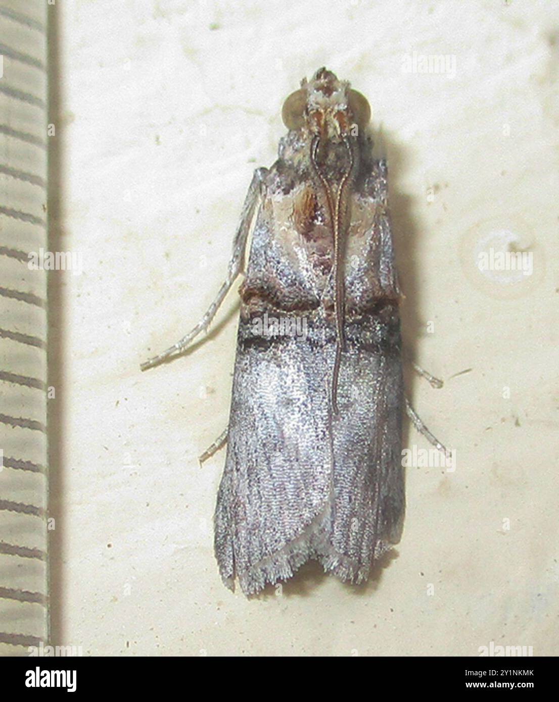 Knot-horn Moths (Phycitinae) Insecta Stock Photo - Alamy