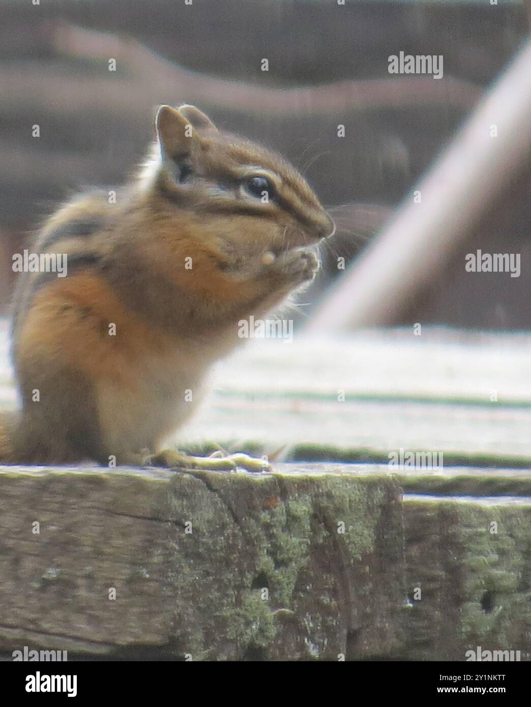 Least Chipmunk (Neotamias minimus) Mammalia Stock Photo - Alamy