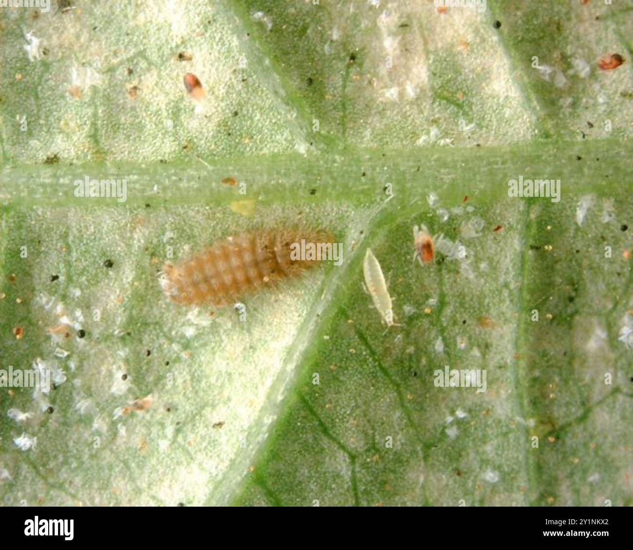 Mite-eating Ladybirds (Stethorus) Insecta Stock Photo - Alamy