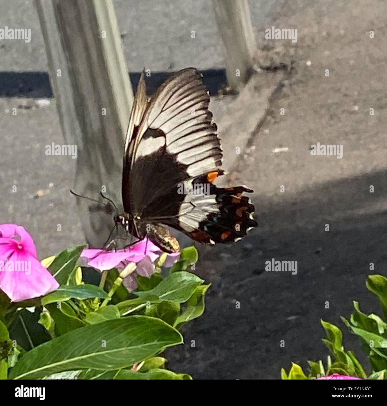 Orchard Swallowtail (Papilio aegeus) Insecta Stock Photo - Alamy