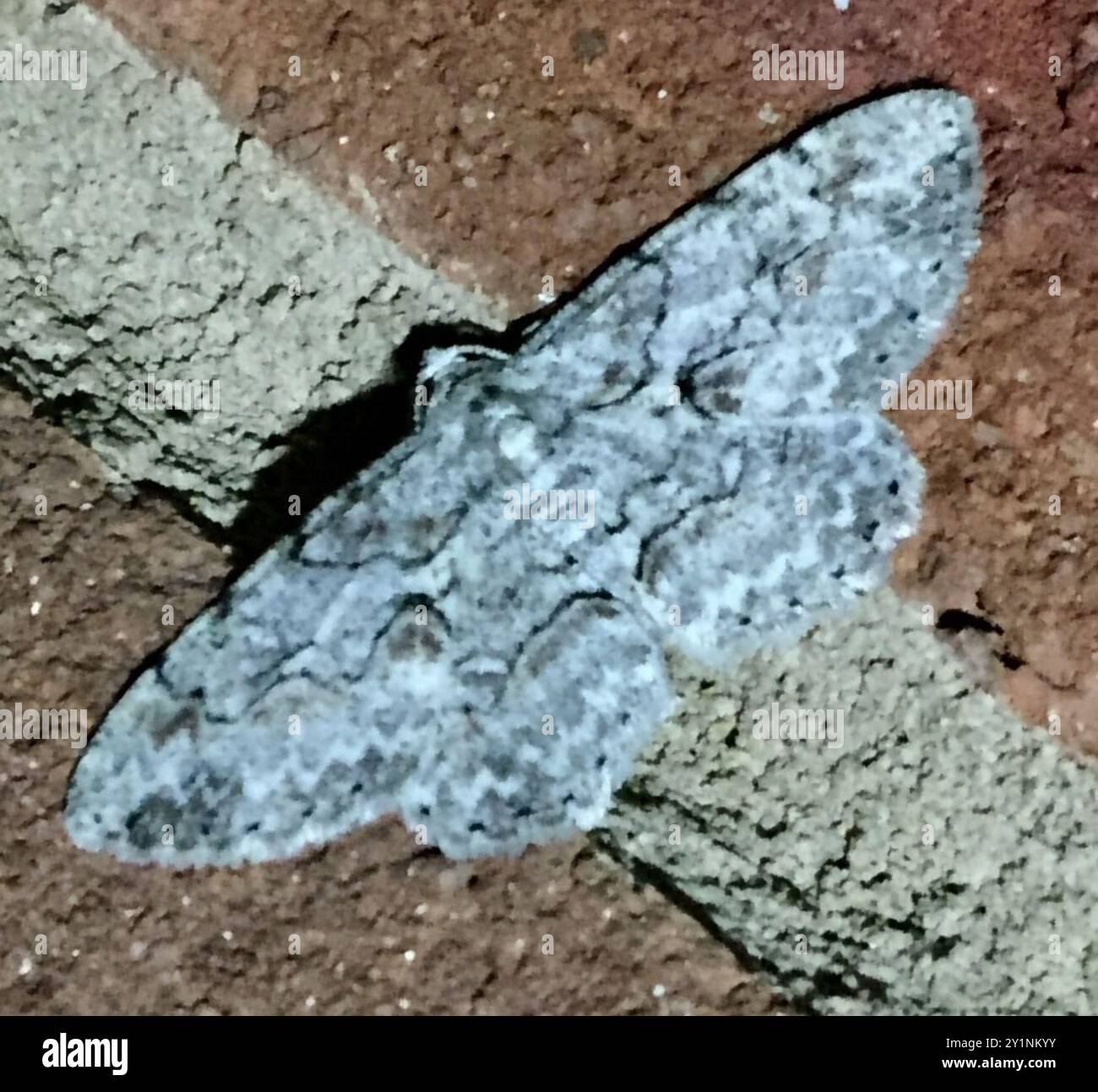 Brown-shaded Gray (Iridopsis defectaria) Insecta Stock Photo - Alamy