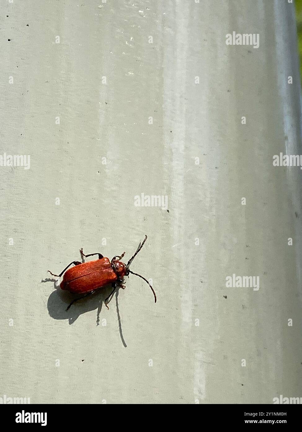 Welsh Oak Longhorn Beetle (Pyrrhidium sanguineum) Insecta Stock Photo ...