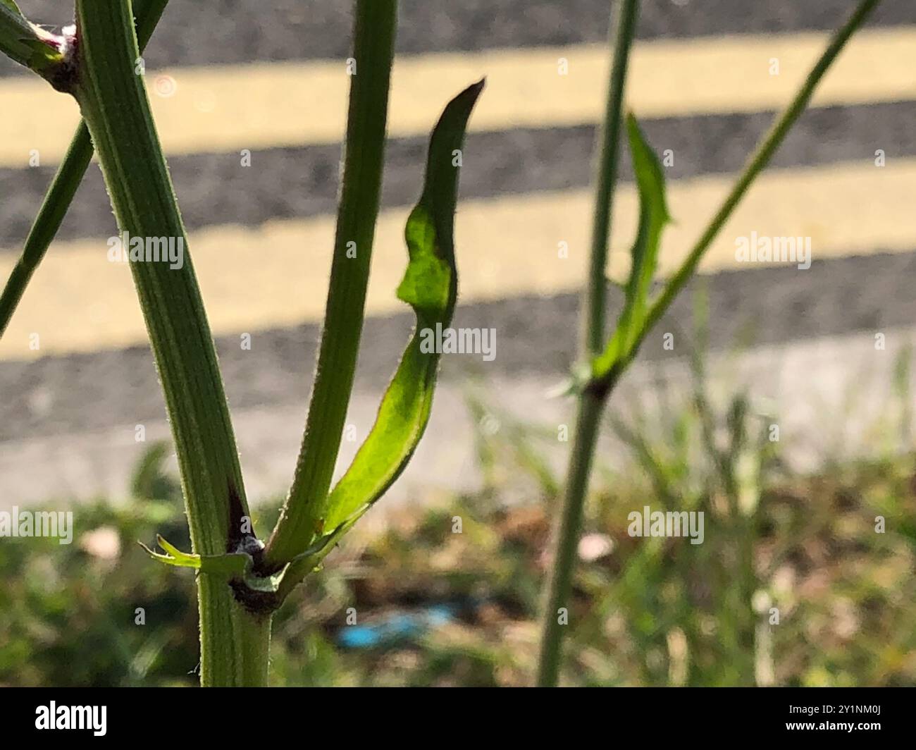 Beaked Hawksbeard (Crepis vesicaria) Plantae Stock Photo - Alamy