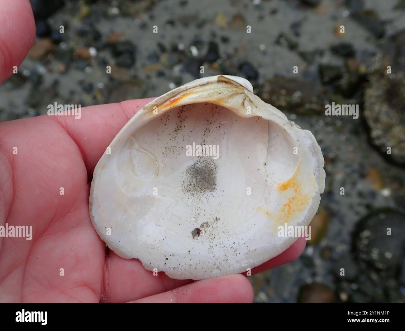 Northern Quahog (Mercenaria mercenaria) Mollusca Stock Photo - Alamy