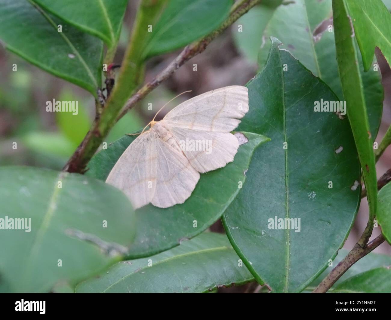 Geometer Moths (Geometridae) Insecta Stock Photo - Alamy