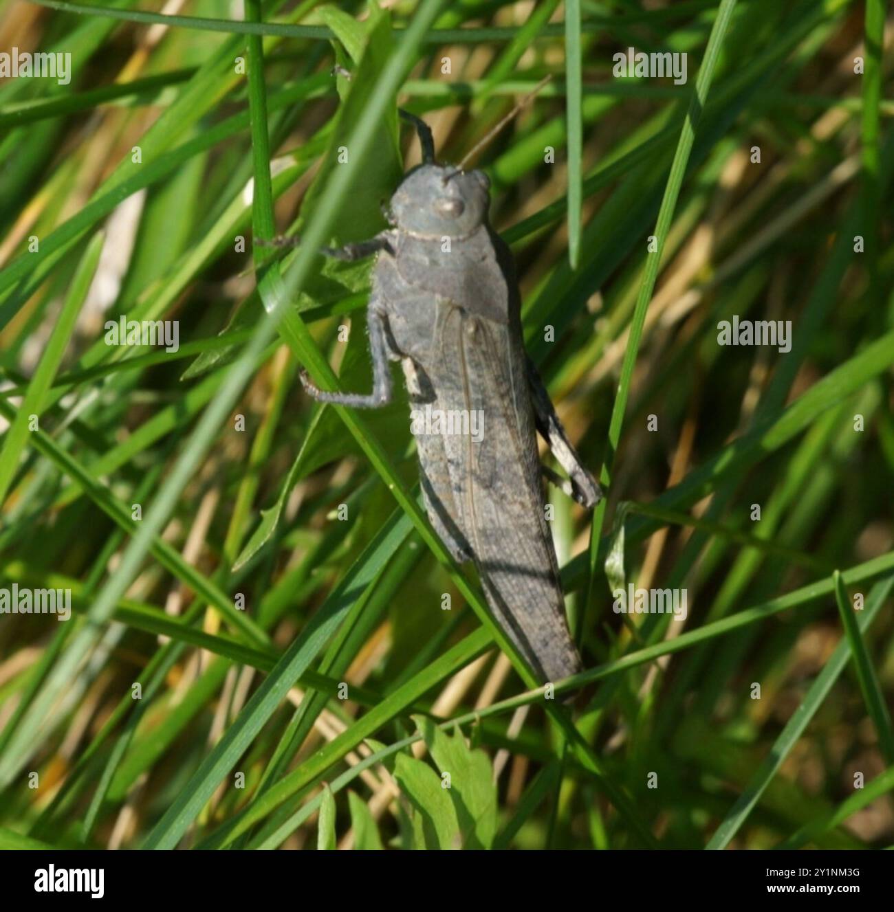 Carolina Grasshopper (Dissosteira carolina) Insecta Stock Photo - Alamy