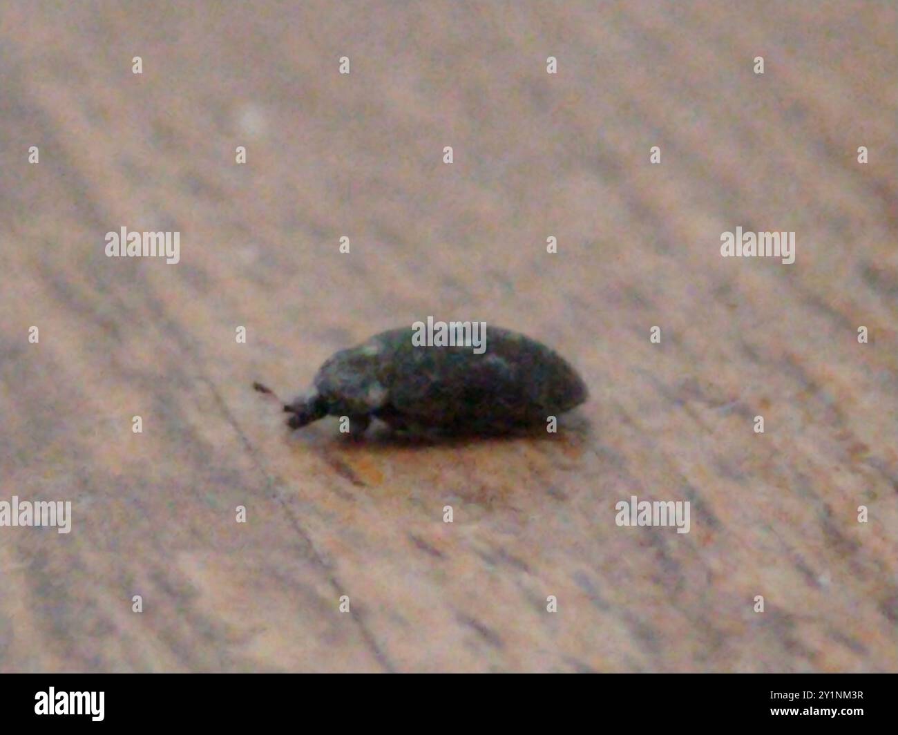 Two-spotted Carpet-beetle (Attagenus pellio) Insecta Stock Photo - Alamy